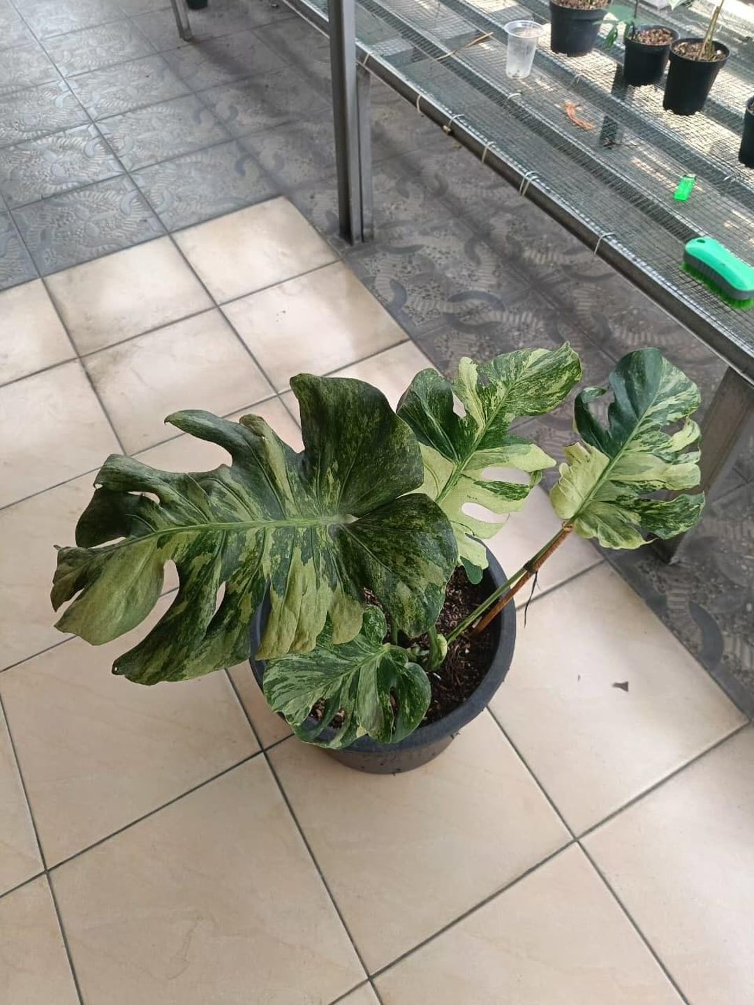 Monstera Deliciosa Oceana Contorted Variegated Actual Plant - Etsy