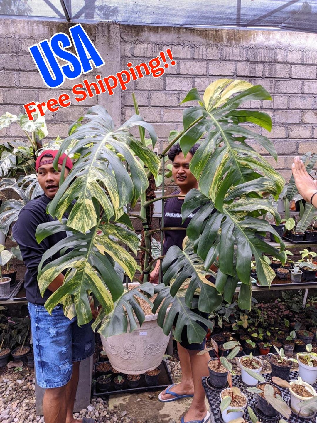 Real Picture Monstera Marmorata Variegated Big Form Leaves Mature Size ...