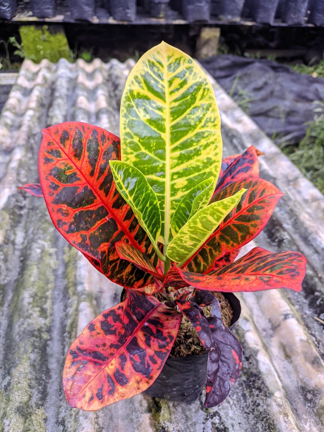 Real Picture Codiaeum Variegatum Croton Victory Red Magma - Etsy