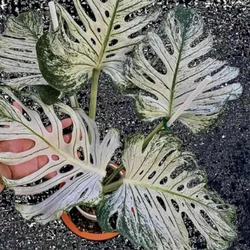 Monstera Devil Monster - Etsy