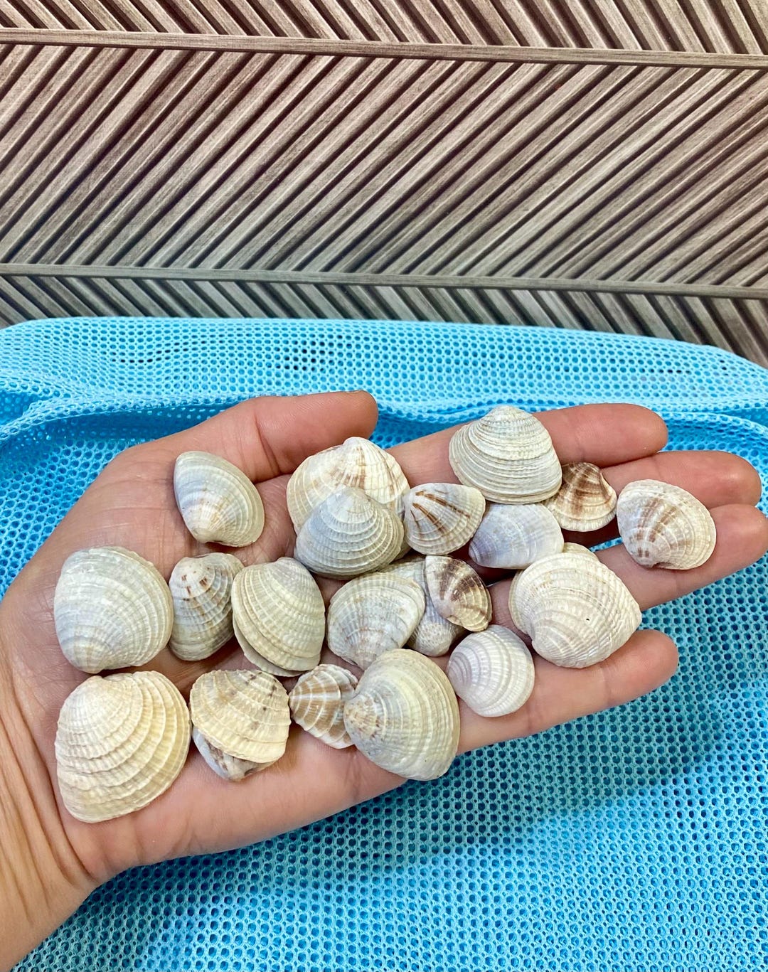 Cross Barred Venus Shells, Siesta Key Seashells, Beach Decor, Jewelry ...