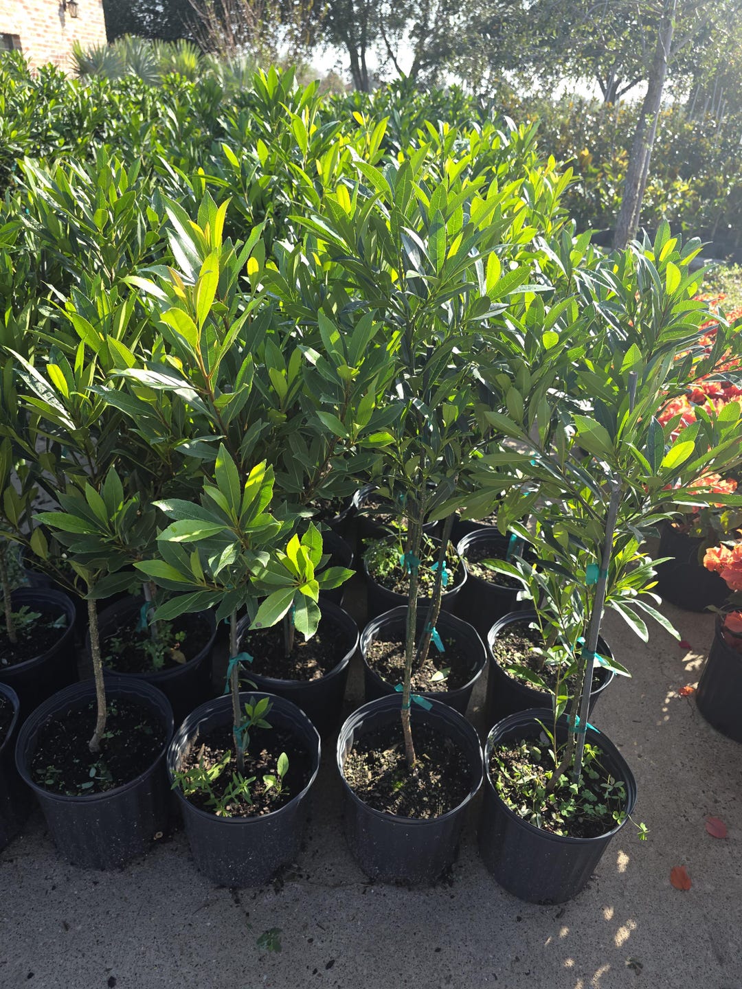 Japanese Blueberry Tree 2gallns 3ft Tall - Etsy