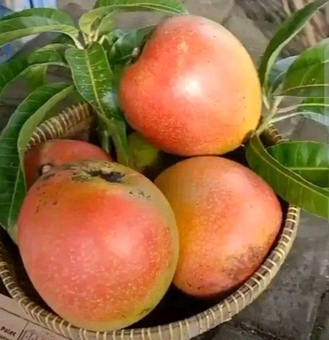 Dwarf Grafted Mango Agrimania Tree – Fast Fruit Bearing - Etsy Canada