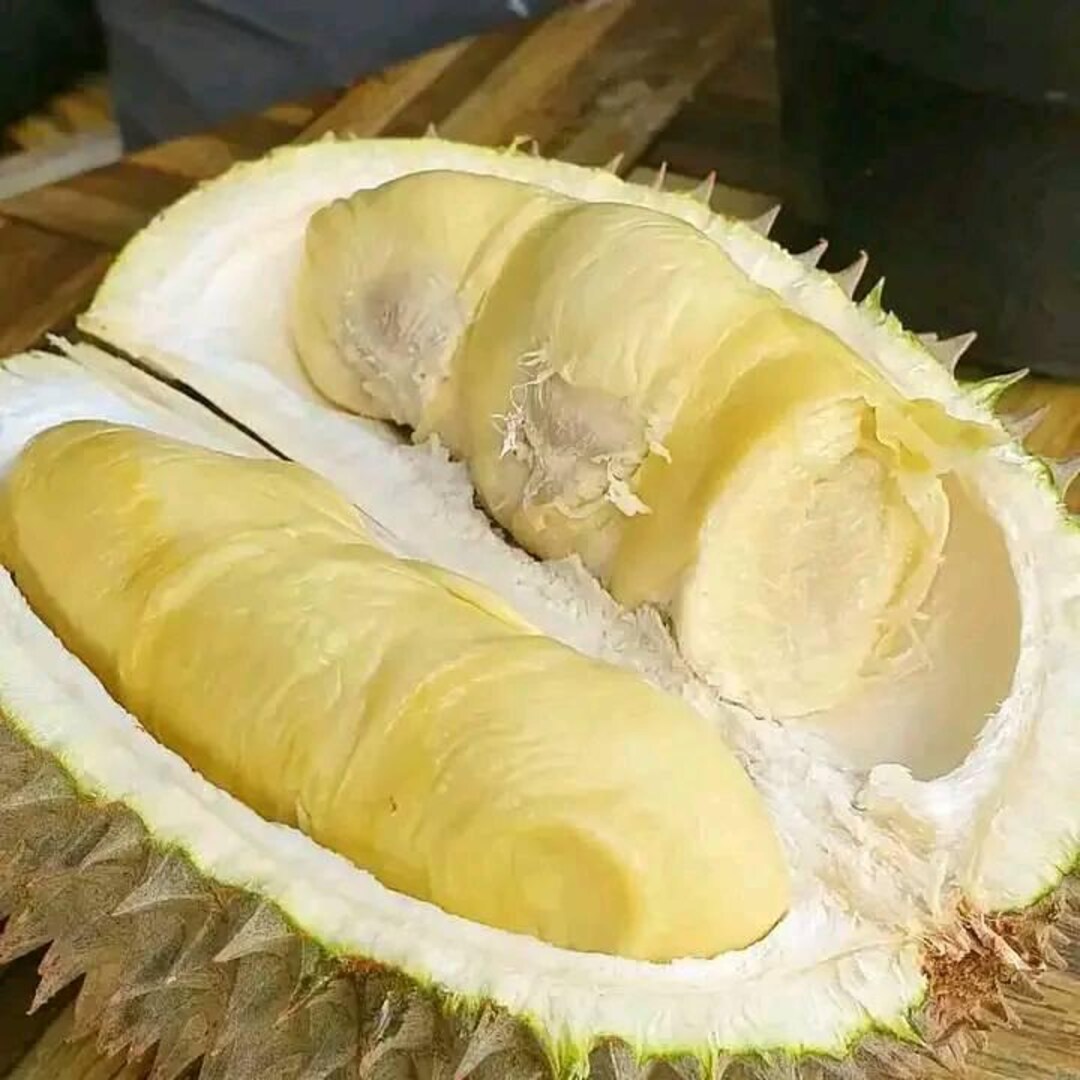 Buy Dwarf Grafted Durian Cooper Trees – Sweet Tropical, Fruit Trees ...
