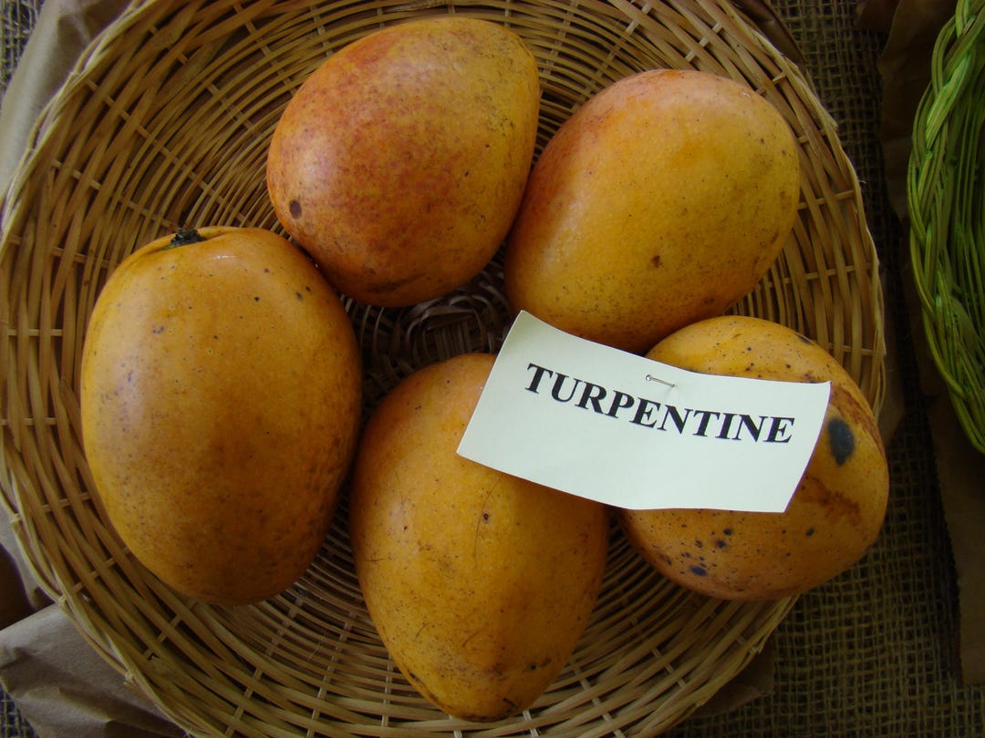 Dwarf Grafted Mango Turpentine Trees – Fast Fruit Bearing - Etsy Canada