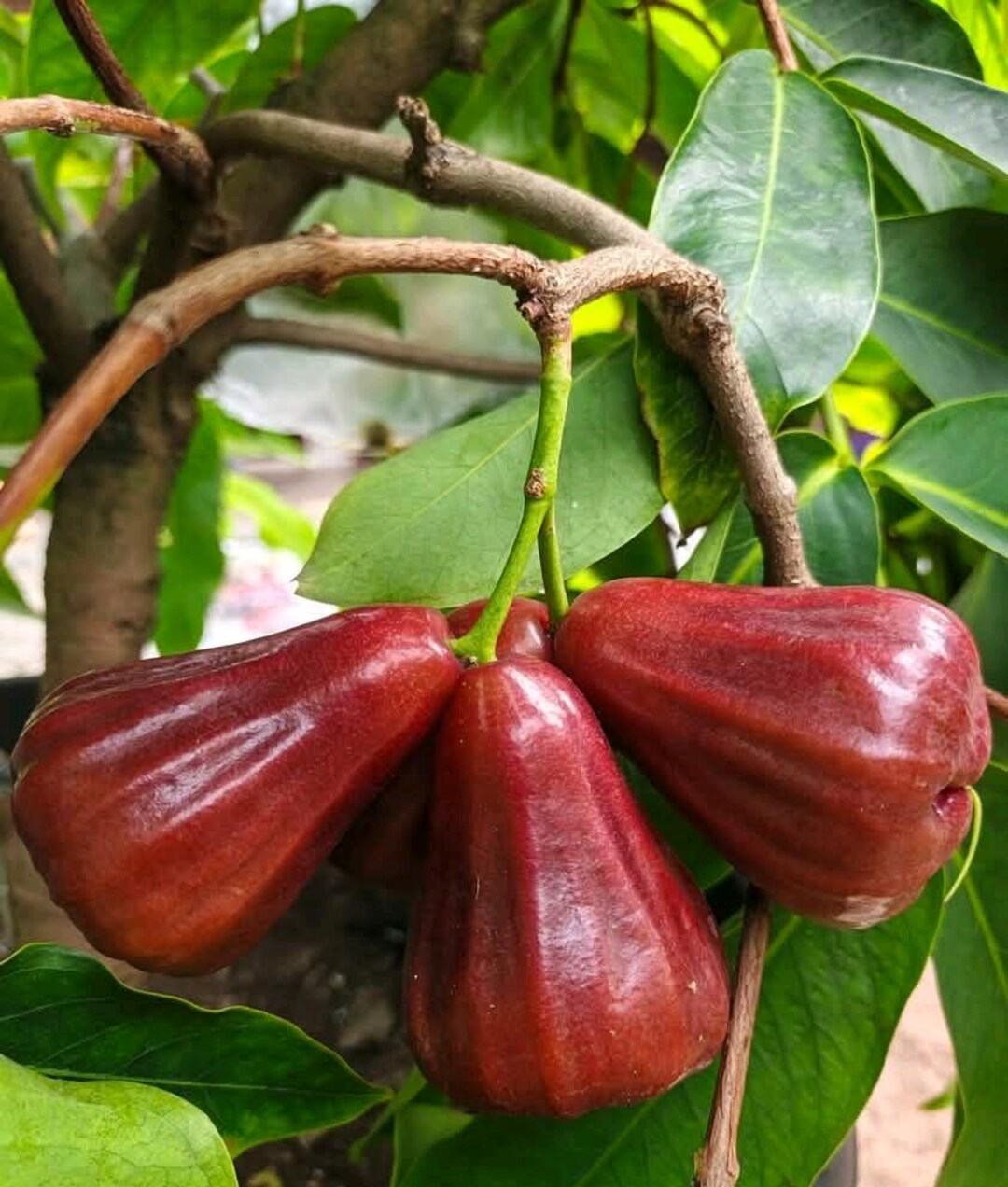 Dwarf Grafted Jambu Air ‘citra’ Wax Apple Plant: Sweet & Crunchy - Etsy ...