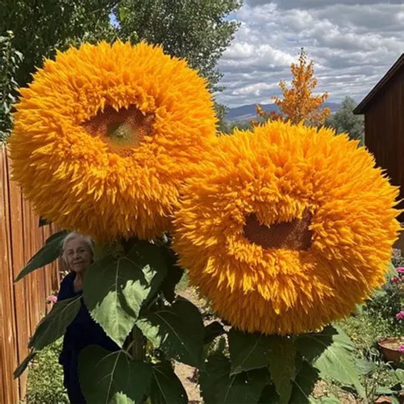 50+ Double Tall Teddy Bear Sunflower Seeds, Rare Giant Fluffy Sunflower ...