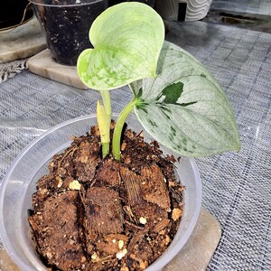 Rare Scindapsus Sooo Silver Plant in a 3in Pot (U.S. Seller) - Etsy