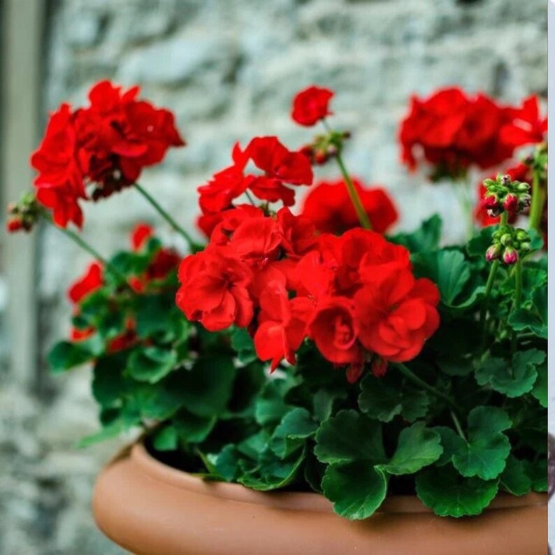 Fireberry Fantasy Geranium | Fragrant Ornamental Flowers | Pelargonium ...