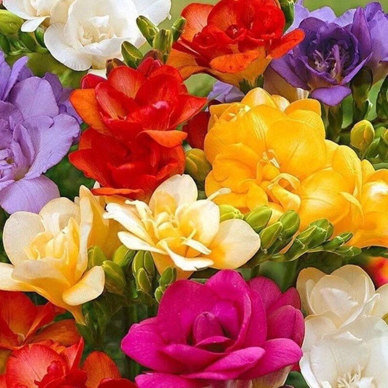 Flor de fresia / Freesia Hybrida Royal Mix / Flores ornamentales ...