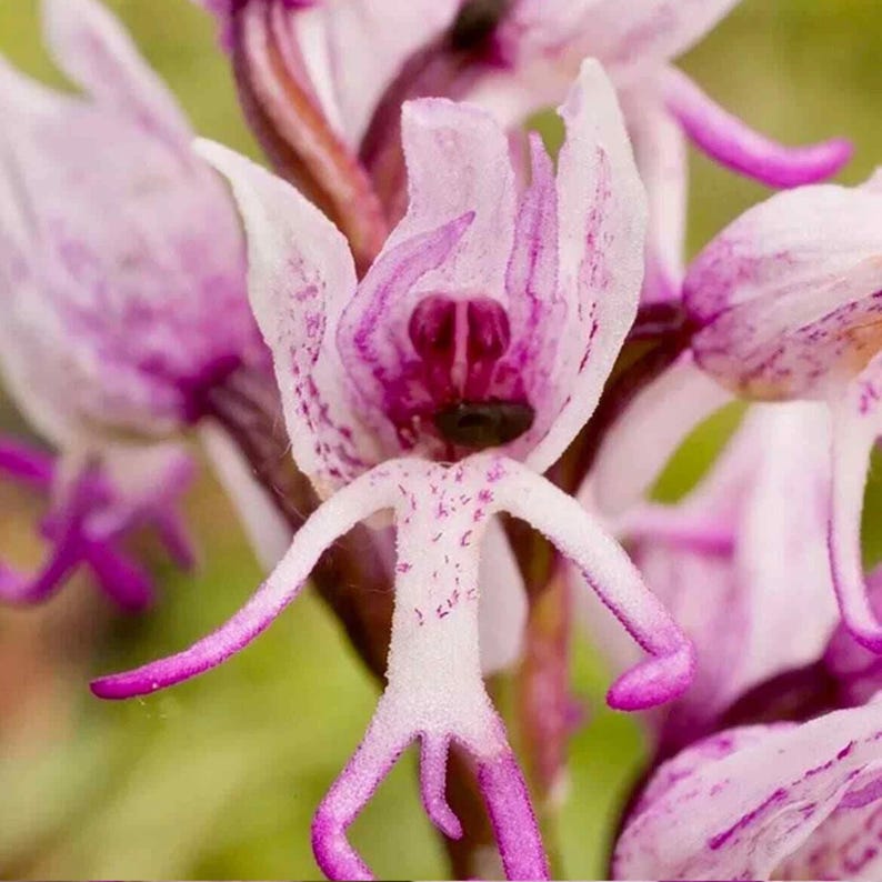 Italian Man Orchid Seeds 50 Pcs | Orchis Italica | Rare Terrestrial ...