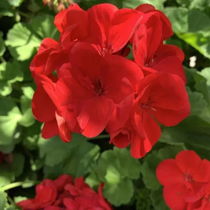 Fireberry Fantasy Geranium | Fragrant Ornamental Flowers | Pelargonium ...