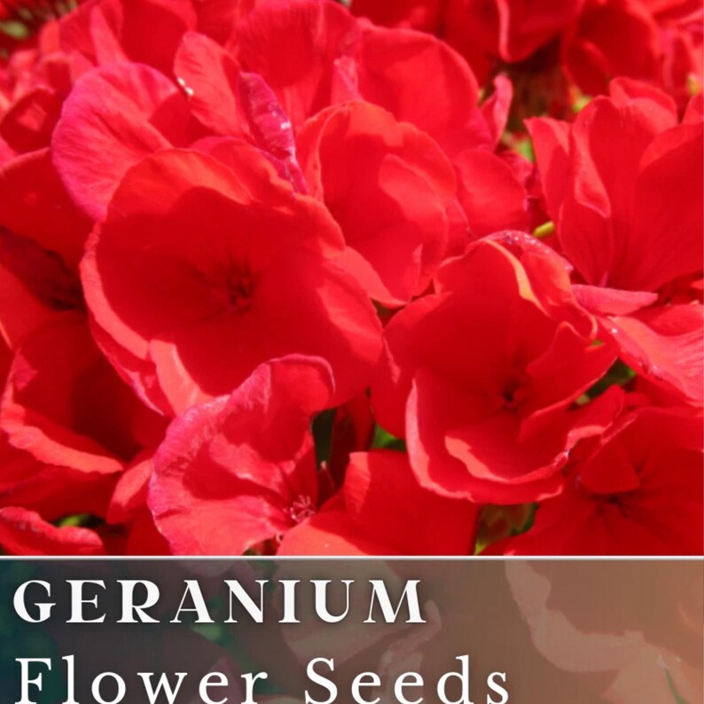 Fireberry Fantasy Geranium | Fragrant Ornamental Flowers | Pelargonium ...