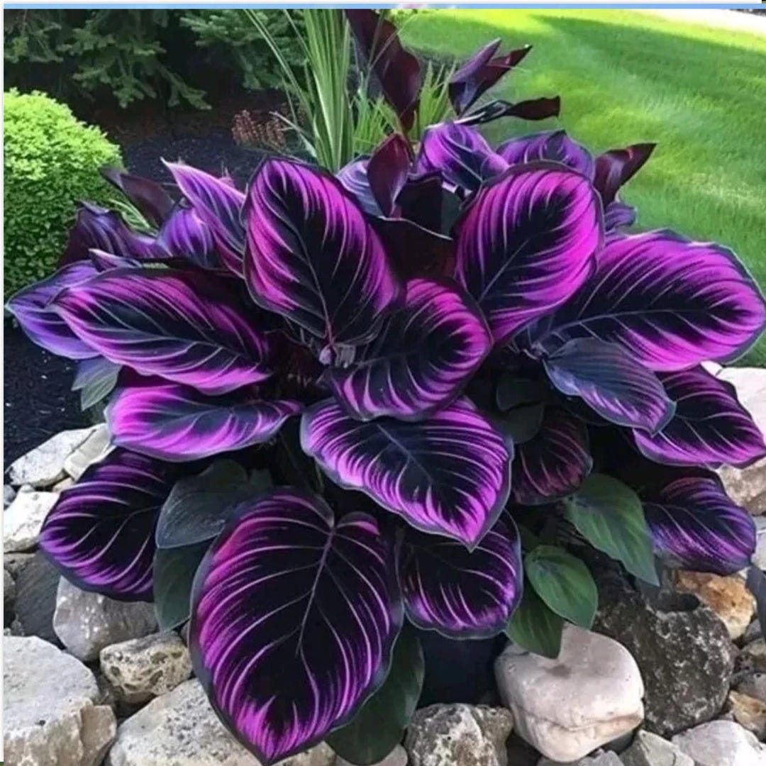 25+ Purple Tip Calathea Seeds | Ornamental Foliage Plant | Indoor or ...