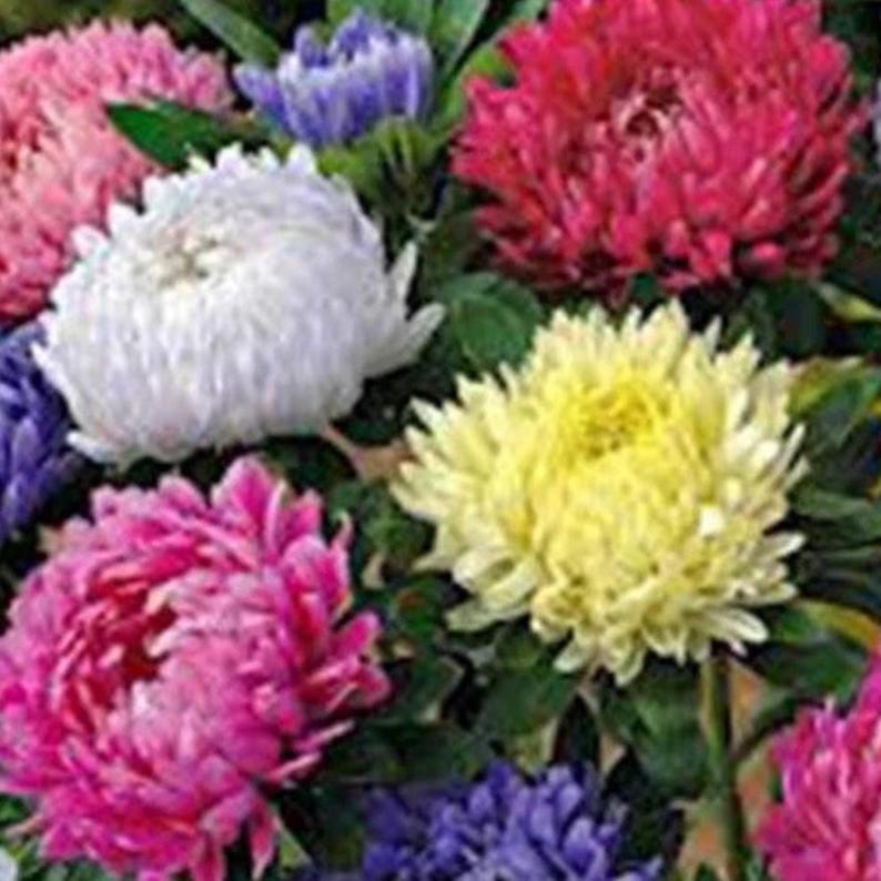 Giant California Aster Seeds | Large Blooming Flowers | Ornamental ...