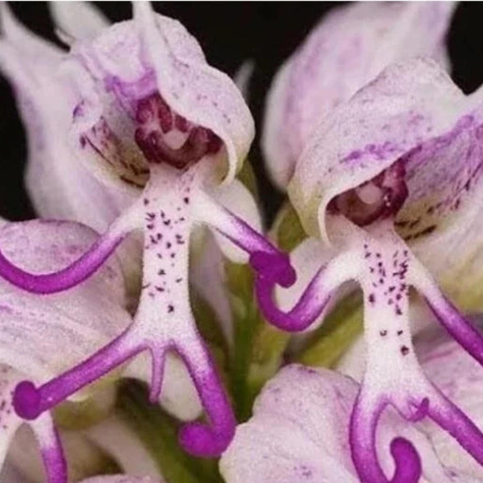 Italian Man Orchid Seeds 50 Pcs | Orchis Italica | Rare Terrestrial ...