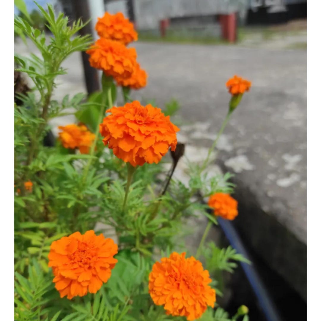African Marigold Hawaii | Tall Orange Double Blooms | Tagetes Erecta ...