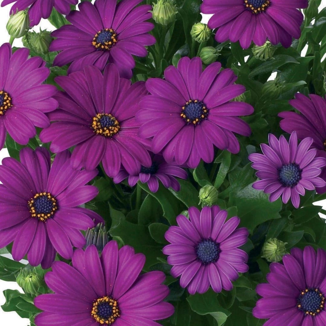 200+ Dark Purple Cape Daisy Seeds | Rich Violet Blooms | Ornamental ...