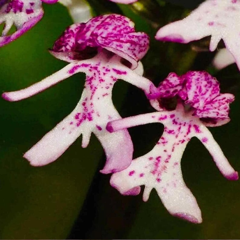 Italian Man Orchid Seeds 50 Pcs | Orchis Italica | Rare Terrestrial ...