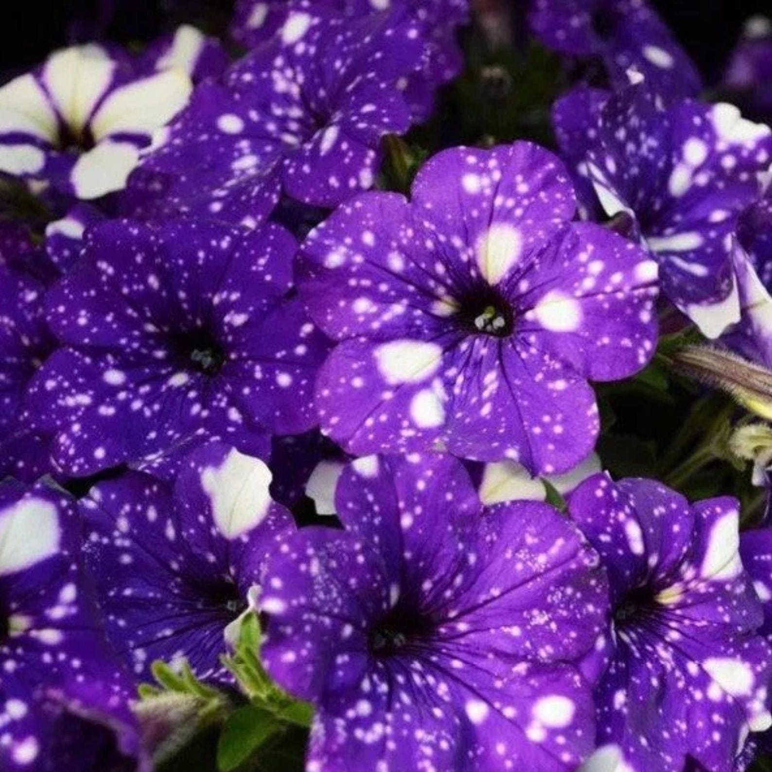 Starry Petunia Flower | Purple Blue Yellow White Mix | Ornamental ...