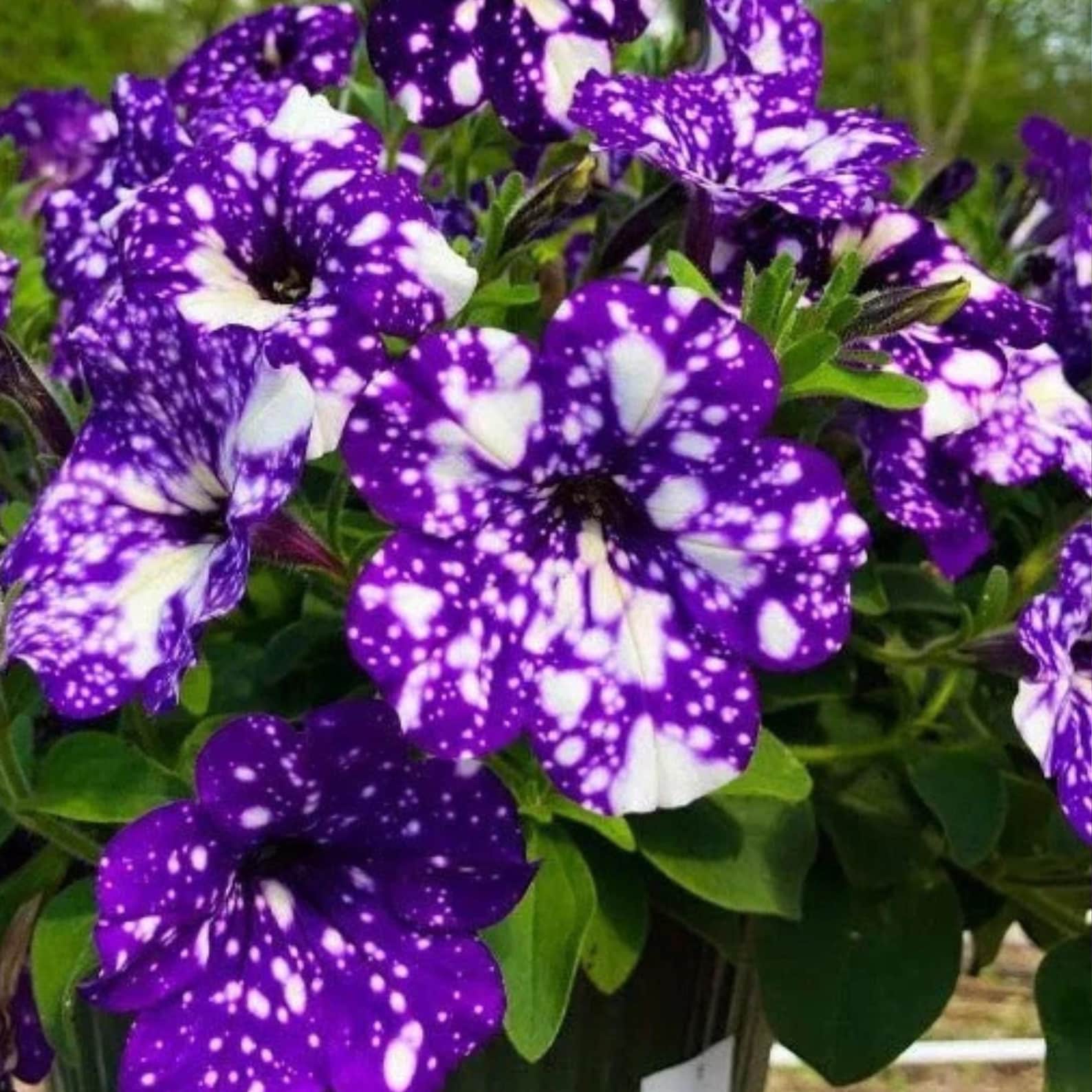 Starry Petunia Flower | Purple Blue Yellow White Mix | Ornamental ...