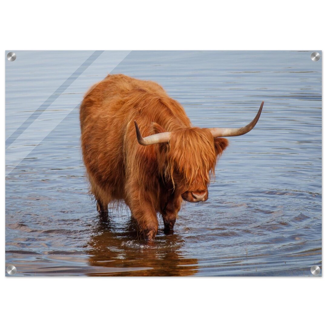 Highland Cow Acrylic Print | Isle of Mull Art | Vibrant Home Decor - Etsy