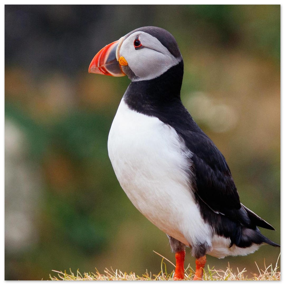 Colorful Puffin Art Print – Isle of Lunga Wildlife Decor - Etsy