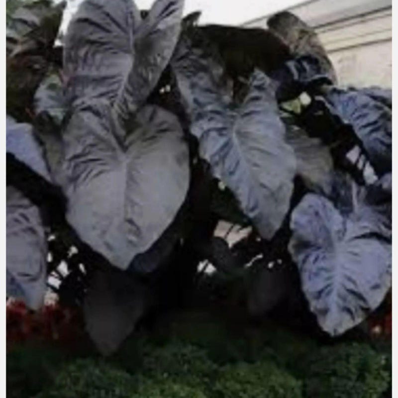 Cocofanto Elefante Ritual - Etsy Canada