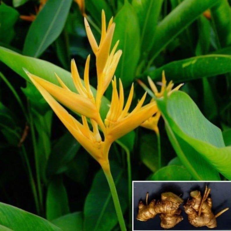 3 Dwarf Heliconia Golden Torch Lathispatha Living Rhizome Exotic ...