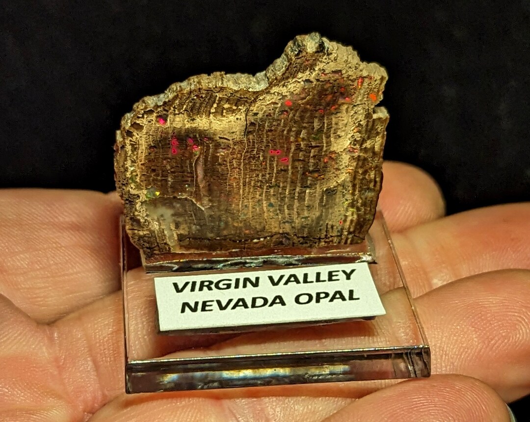 Virgin Valley Nevada Conk Wood Opal Specimen 35.9 Ct. on Acrylic Stand ...