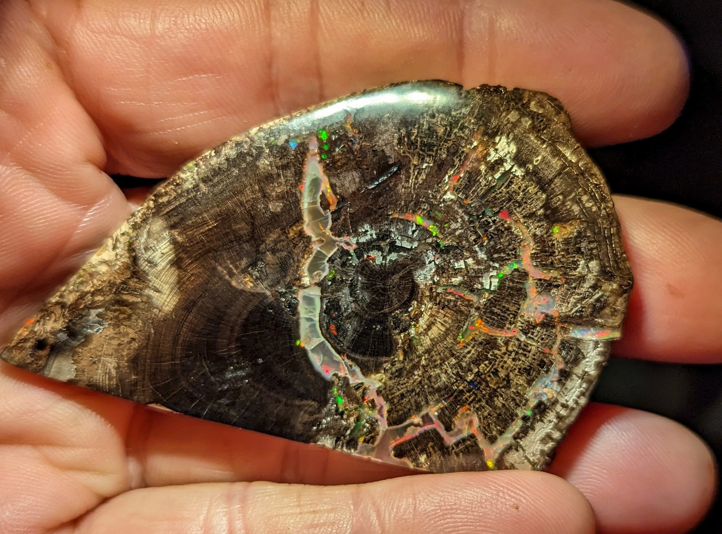 111 Ct. Virgin Valley Nevada Wood Conk Opal 75 X 45 Mm - Etsy UK