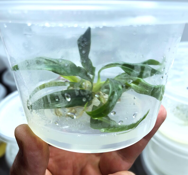 Plant Tissue Culture Micropropagation DIY Starter Kit for Aroids ...