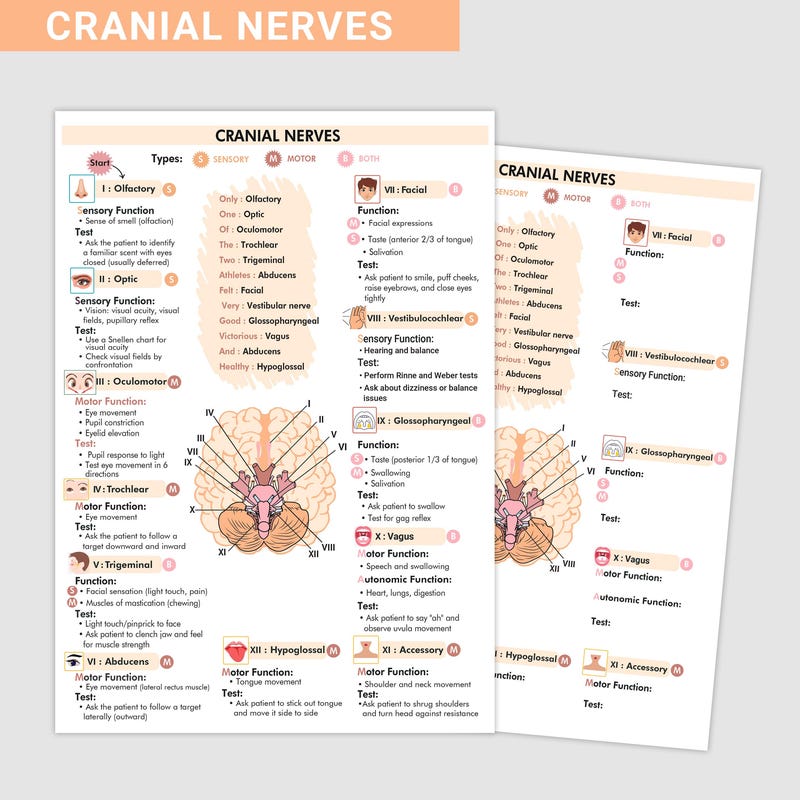 Cranial Nerves to Study - Etsy