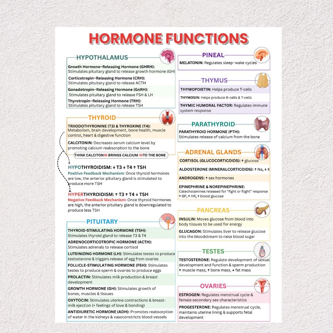 Hormone Functions Cheat Sheet | Endocrine System Guide (printable PDF ...