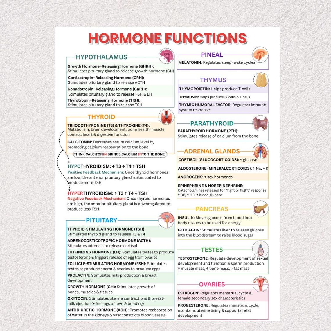 Hormone Functions Cheat Sheet | Endocrine System Guide (printable PDF ...