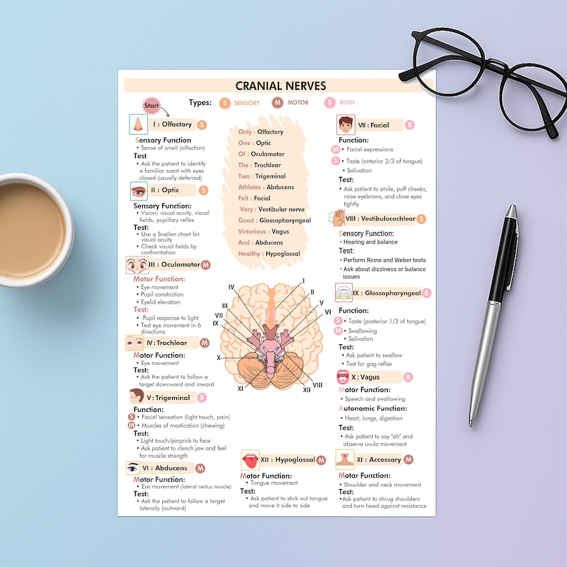 Cranial Nerves Assessment Printable | Nursing Nerve Study Guide Chart ...
