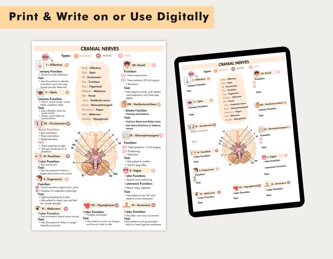 Cranial Nerves Assessment Printable | Nursing Nerve Study Guide Chart ...