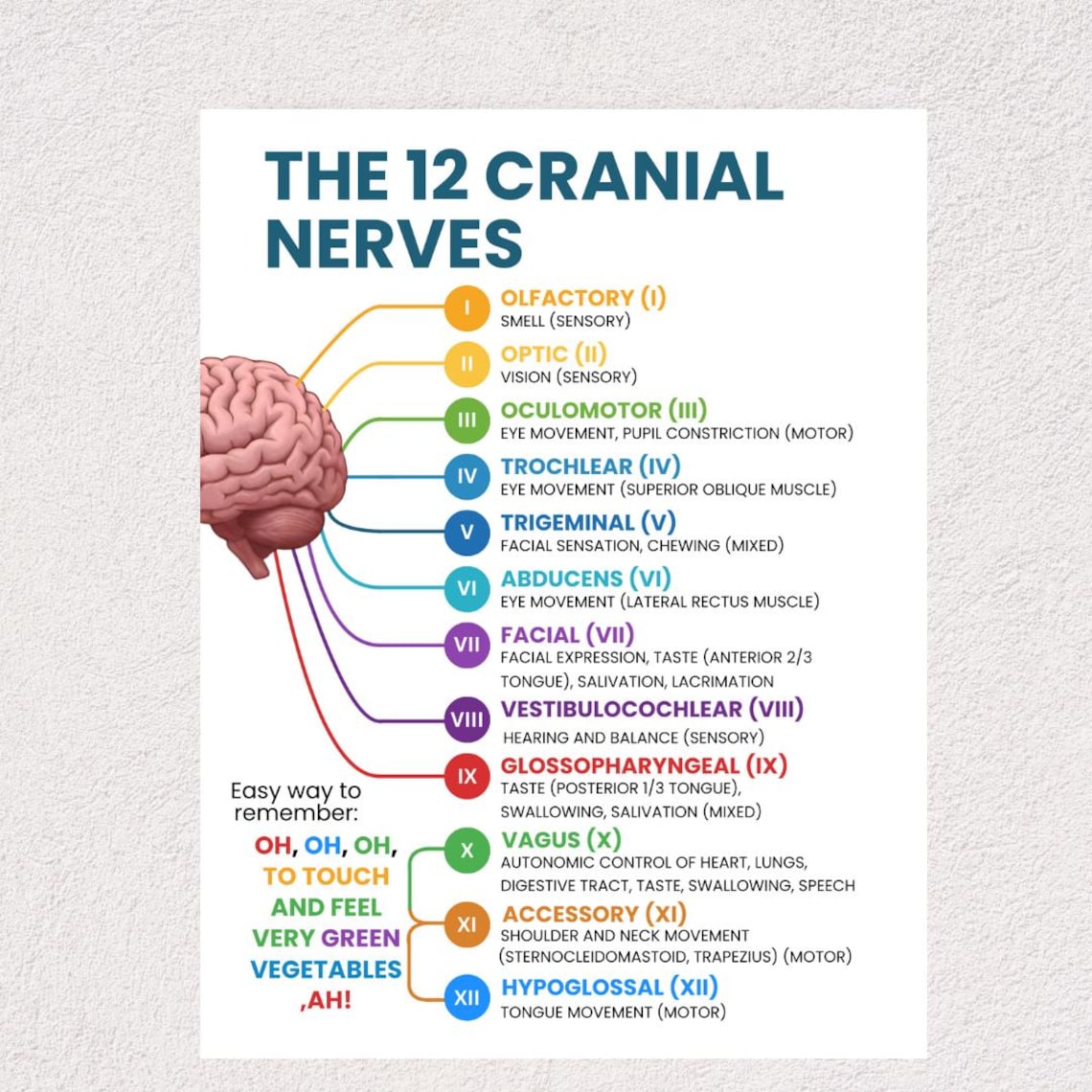 Cranial Nerve Nursing Study Guide PDF | 12 Cranial Nerves Cheat Sheet ...