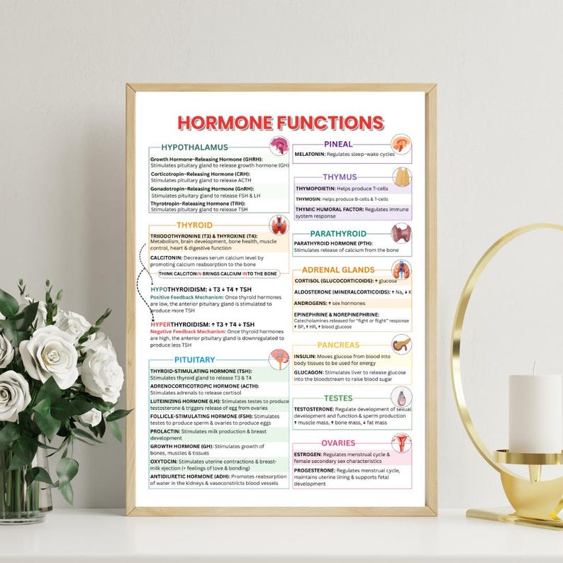 Hormone Functions Cheat Sheet | Endocrine System Guide (printable PDF ...