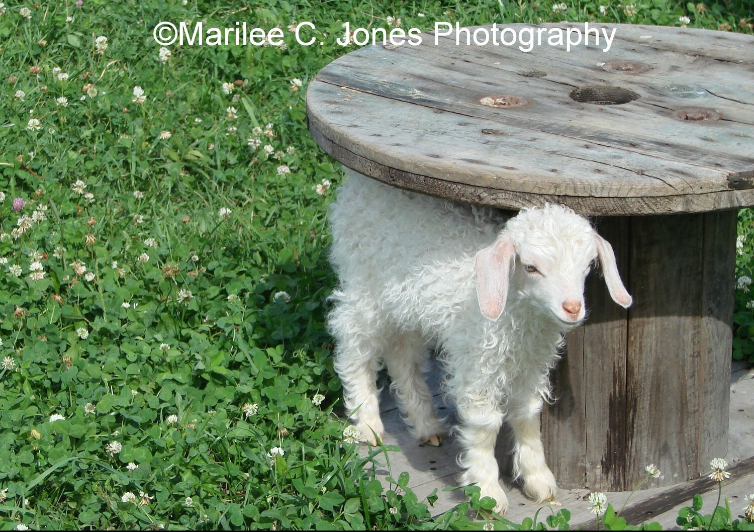 Angora Goat With Spool Fine Art Vermont Photo Print: Multiple Sizes ...