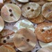 15MM Abalone Shell Buttons Natural 5/8" 24L Pearly Rose Rainbow MOP ...