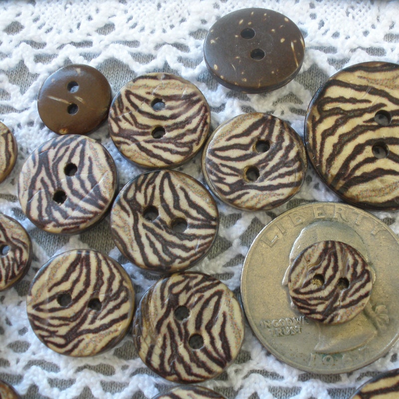 Zebra Shells - Etsy