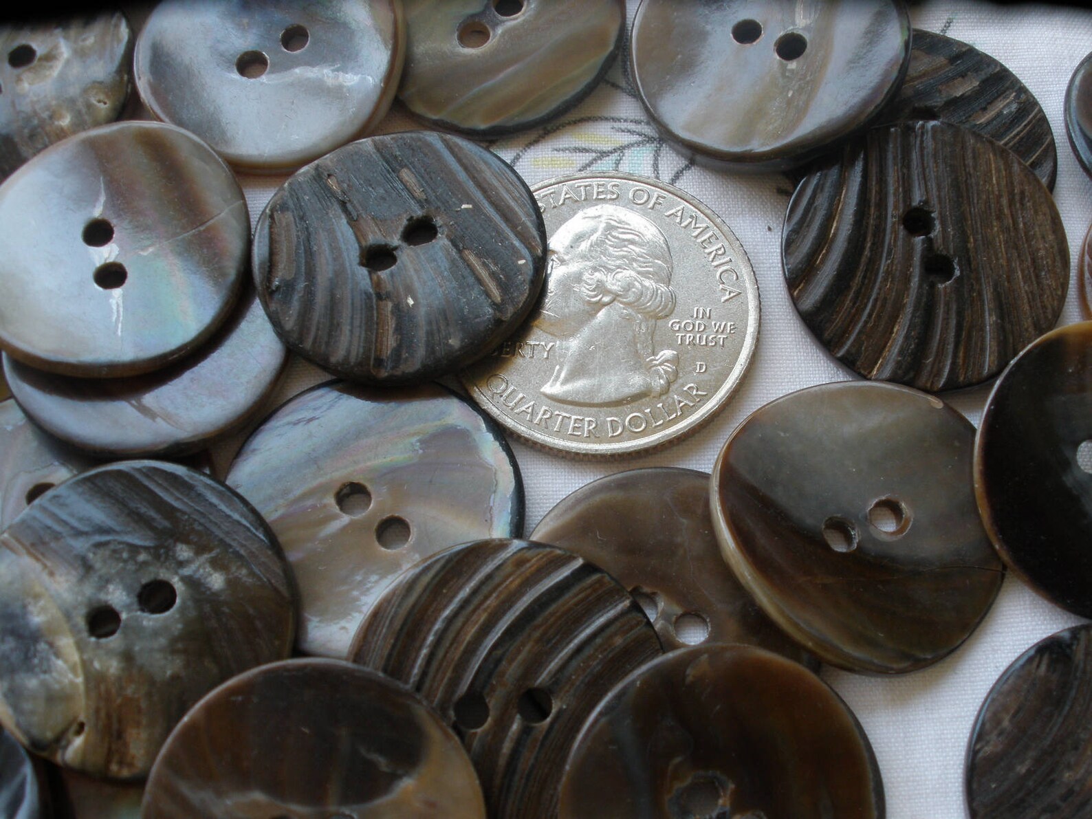 Brown Mussel Shell MOP Buttons 7/8 Curved Iridescent - Etsy