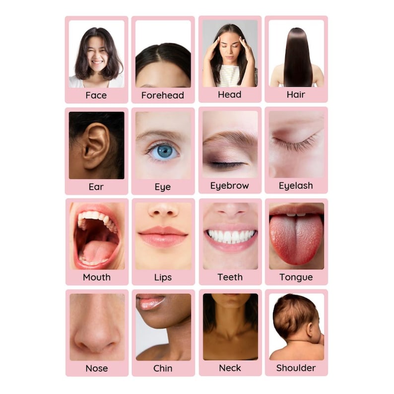 Body Parts Flashcards • Real Photo Anatomy Cards (PDF Set) - Etsy