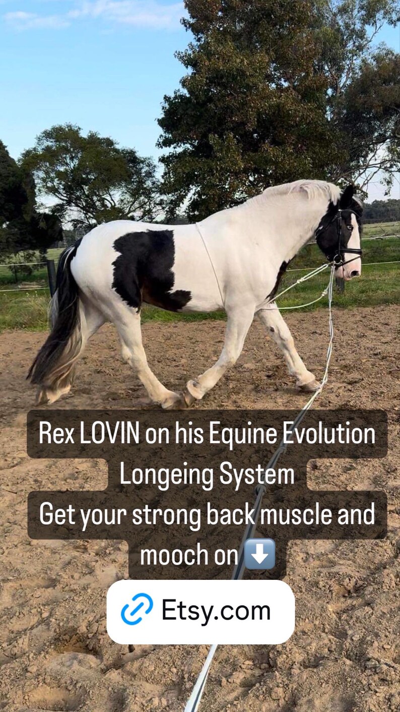 Equine Evolution Longeing System One Size Fits All 10-18 Hands - Etsy