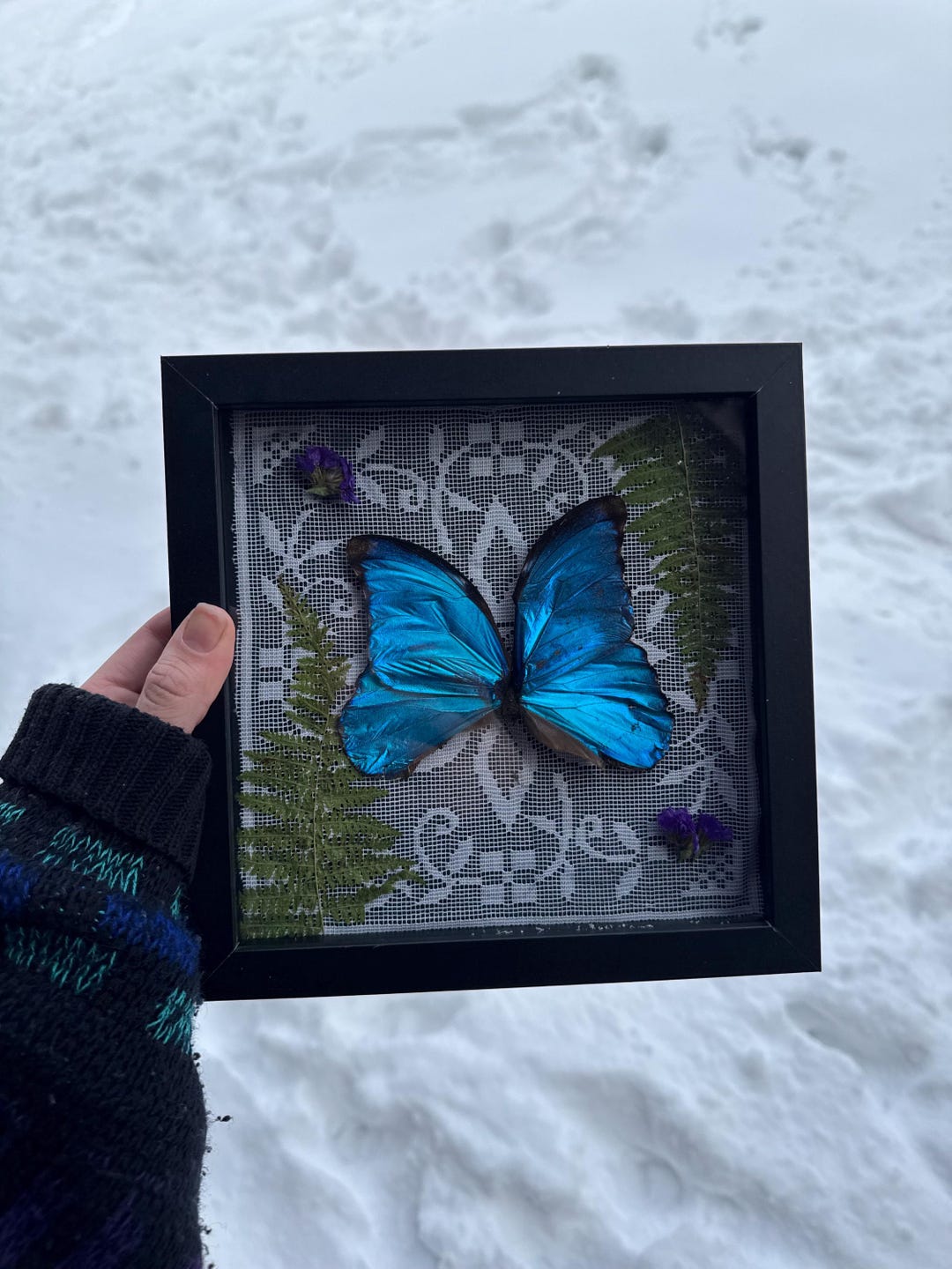 Preserved Blue Morpho Butterfly Oddity Decor, Shadow Box Frame - Etsy