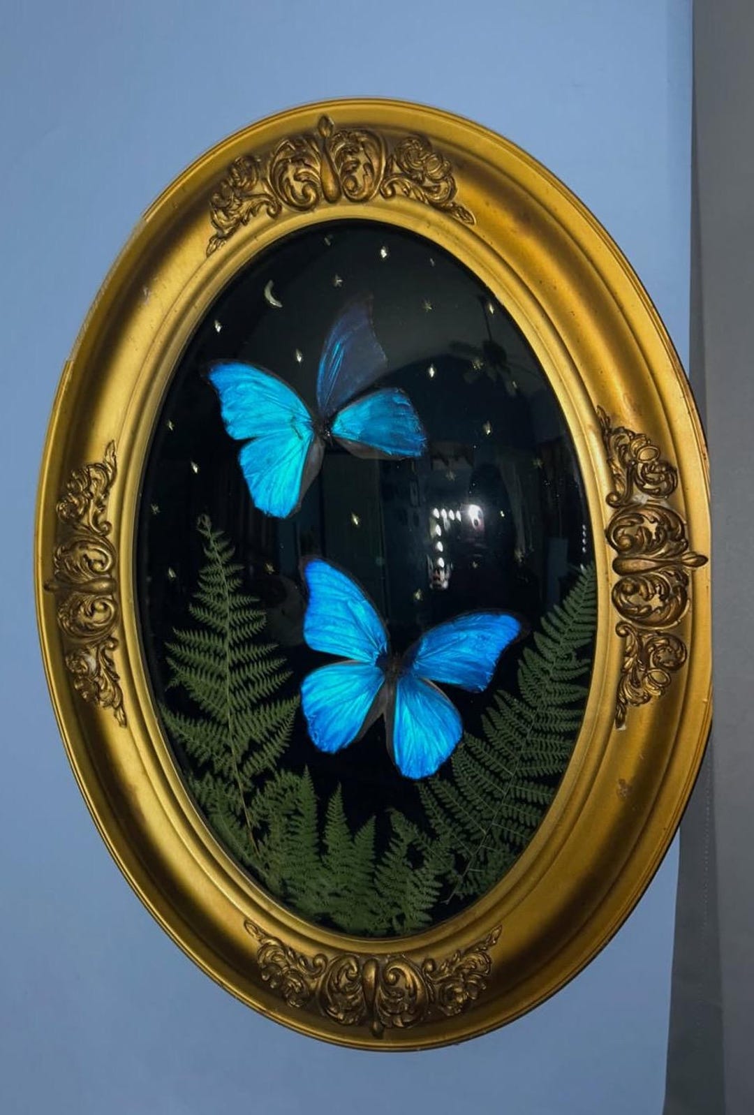 Preserved Blue Morpho Butterfly Display, 1920s Antique Dome Frame - Etsy