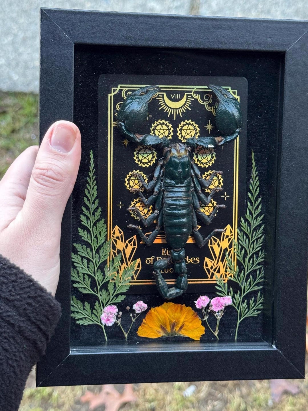 Preserved Turquoise Scorpion Oddity Decor, Shadow Box Frame - Etsy