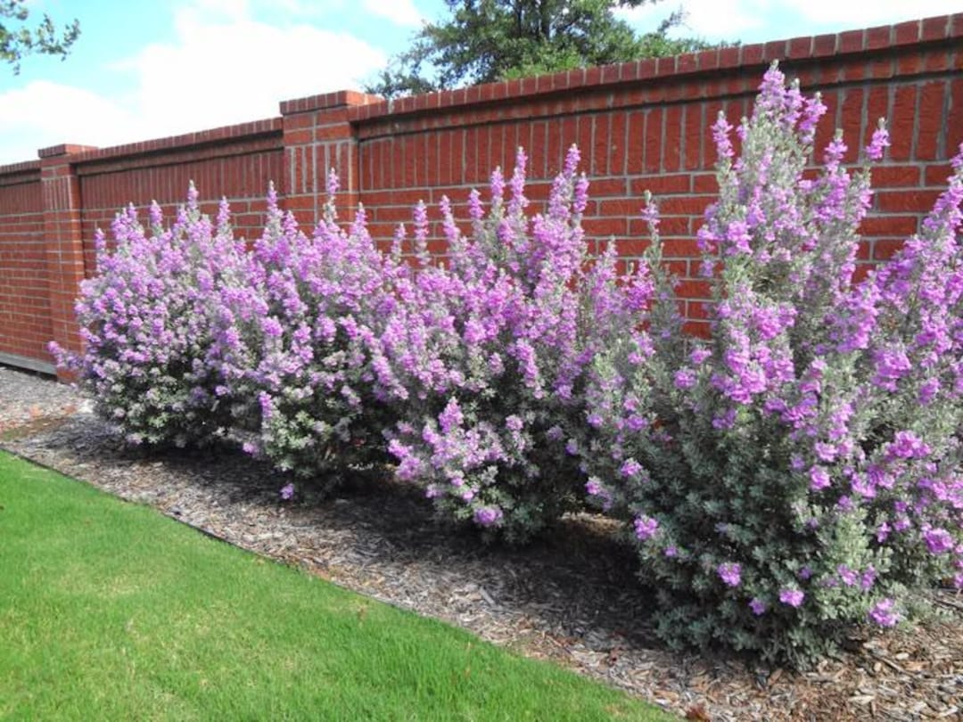 Texas Purple Sage - Etsy