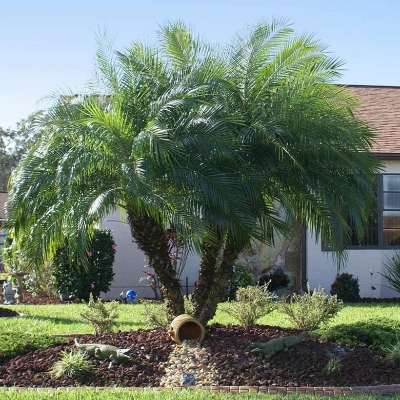 Robellini Palm Tree: 3 Gallon Potted Plant - Etsy